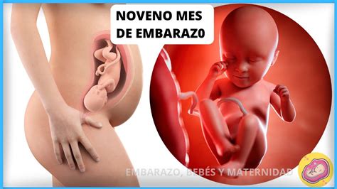 Noveno Mes De Embarazo Desarrollo Del Feto 9 Meses YouTube