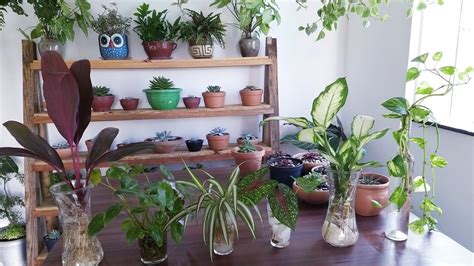 Plantas Que Podem Ser Cultivadas Em Gua Testei E Deu Certo Youtube