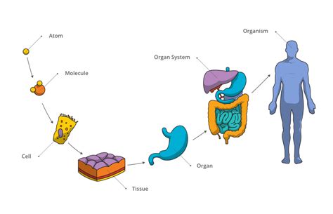 Body Organization Homeostasis Diagram Quizlet