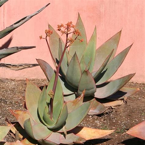 13 Of The Best Aloe Varieties For Landscaping And Containers ReportWire