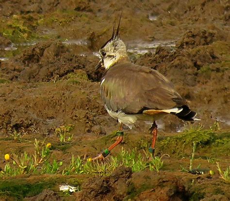 54660Lapw Ian Ballam Flickr