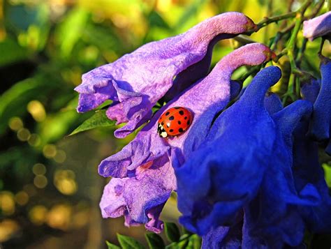 Ladybird Pixabay Pixabay