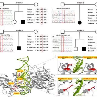 Pedigree Chart Evolutionary Conservation Sanger Sequencing Results