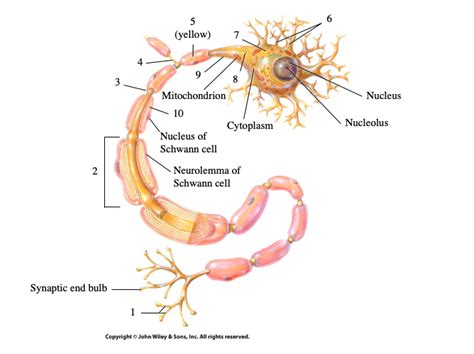 Parts Of Motor Neuron Part Diagram Quizlet