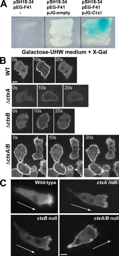 Localization Of GFP RapGAP1 In Ctx Null Cells A Yeast Two Hybrid