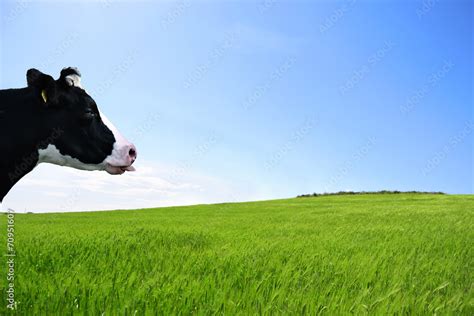 Foto Stock Prato Verde Con Mucca Che Fa La Linguaccia Adobe Stock