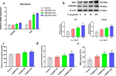 P Gingivalis Infection Promotes HK2 Mediated Glycolysis In Human