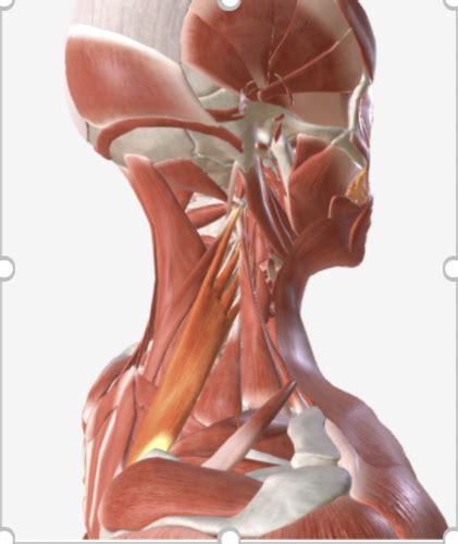 Head And Neck Flashcards Quizlet