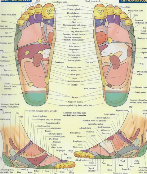Body Reflexology Chart Reflexology Foot Chart