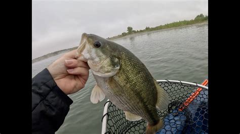 What Species Of Fish Is This Catching Huge Bass Crushing Lake Pueblo