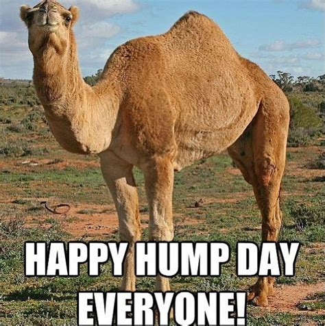 Pin By Anna Riehl On Lolz Happy Hump Day Meme Funny Hump Day Memes