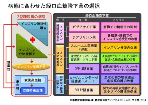 2型糖尿病一般の皆様へ日本内分泌学会