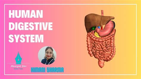 Human Digestive System Youtube
