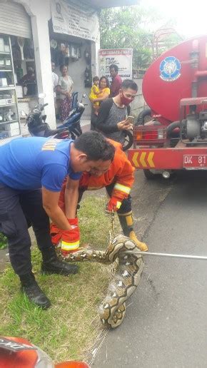 Warga Selat Kaget Temukan Ular Piton Perutnya Bengkak Habis Makan