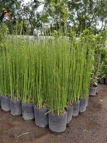 La Planta Que Debes Tener En Casa Equisetum Giganteum 54 OFF