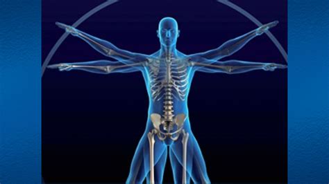 Reflexi N Frente Acceso La Biomecanica Del Cuerpo Humano Postre