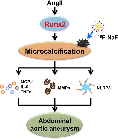 Runx Runt Related Transcription Factor Mediated Microcalcification