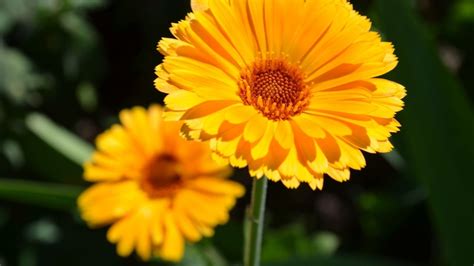 Flores para plantar em qualquer região Alto Astral