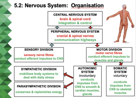 The Nervous System Fundamentals Flashcards Quizlet