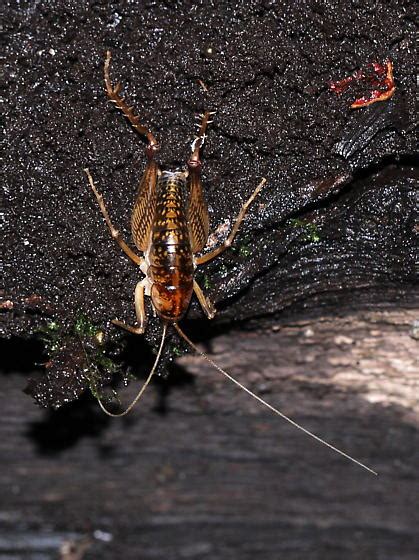 Camel Cricket Ceuthophilus BugGuide Net