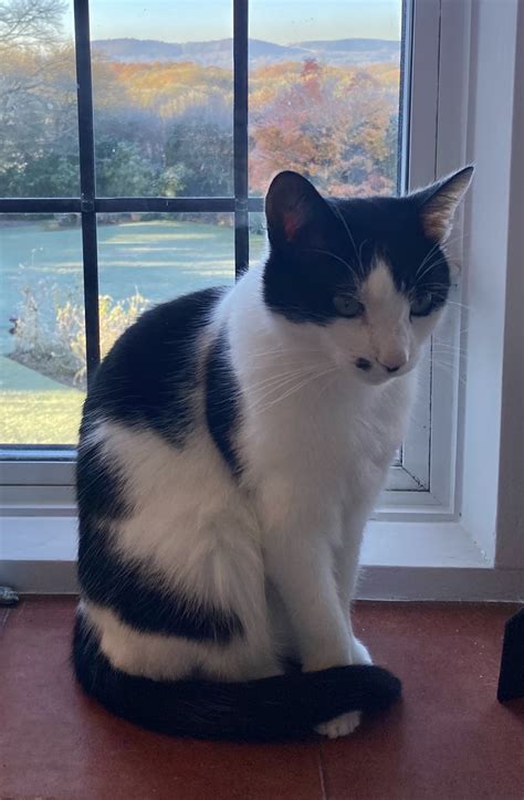 Clwyd South MP Joins Cats Protections Parliamentary Reception To