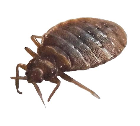 True Bug Insect PNG High Quality Image PNG All PNG All