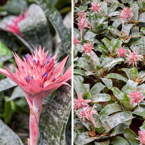 Cuánto tiempo tarda en florecer el aloe Descubre los secretos de su