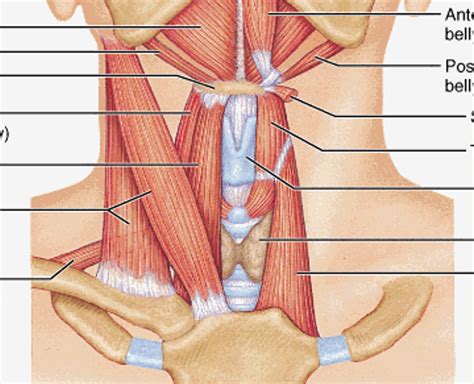 Laryngeal Muscles DIAGRAM Diagram Quizlet
