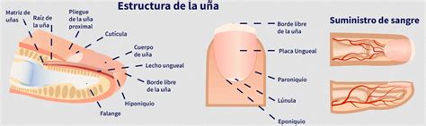 CIFES