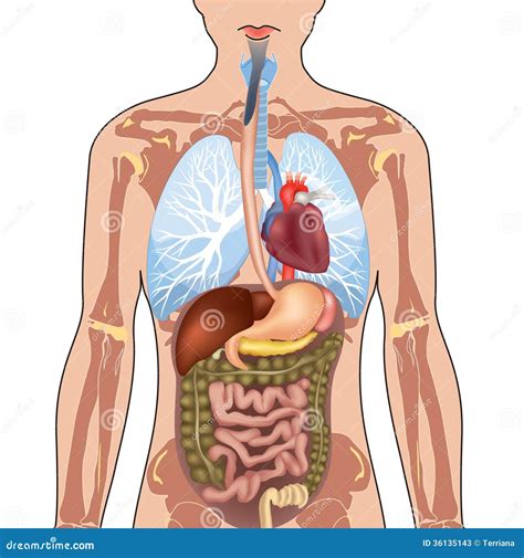 Anatomie De Corps Humain Illustration De Vecteur Illustration Du