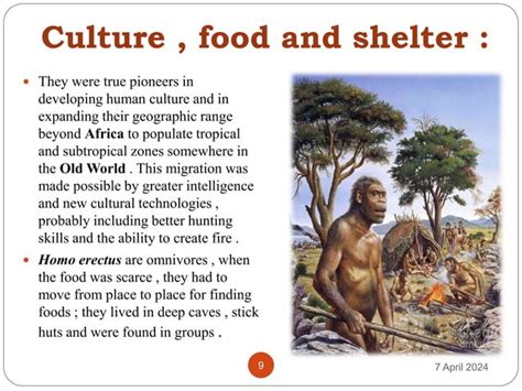 Homo Erectus The Upright Man Manipur University PPT