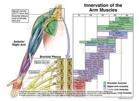How To Remember The Brachial Plexus Musculoskeletal System Limbs