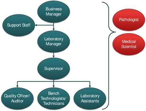An Example Of A Medical Laboratory Organizational Structure