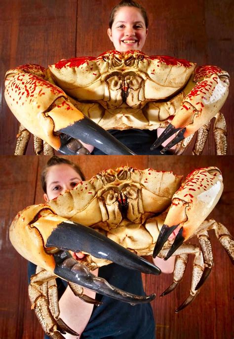 Tasmanian Giant Crab Pseudocarcinus Gigas AKA Giant Deepwater Crab