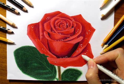 Easy Rose Flower Color Pencil Drawing Mediareka
