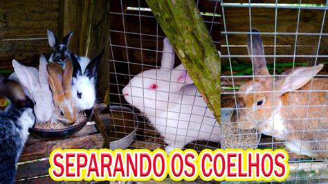 SEPARANDO OS COELHOS EM BAIAS CRIAÇÃO DE COELHOS Mini Sítio YouTube