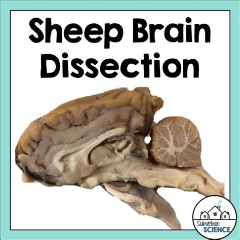 Sheep Brain Dissection Lab Suburban Science