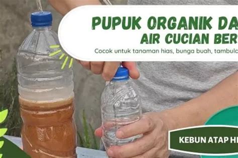 Cara Mudah Membuat Pupuk Organik Cair POC Dari Air Cucian Beras
