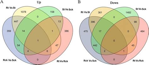 Venn Diagram Of The Number Of DEGs Detected In Four Simples A Venn