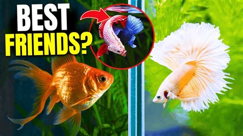 Can Bettas And Goldfish Live Together No Here S Why YouTube