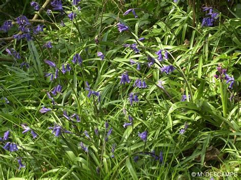 Jacinthe Des Bois Endymion Non Scriptum Asparagaceae