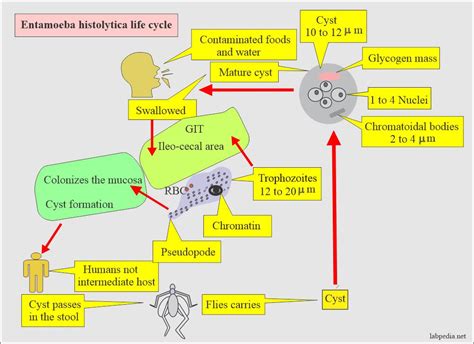 Amoebiasis Entamoeba Histolytica Life Cycle Diagnosis And