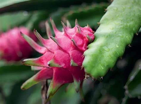 Como Plantar Pitaya Benefícios e 4 Formas de Cultivar a Fruta em Casa