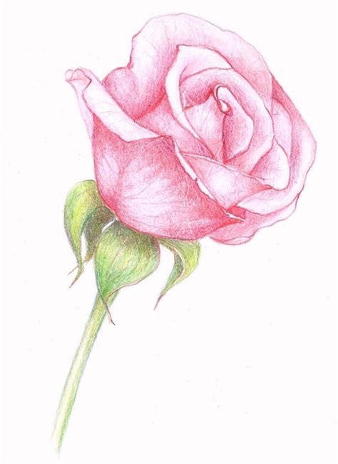 Come Disegnare Una Rosa Immagini A Cui Ispirarsi