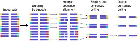 streamlined analysis of duplex sequencing data with du novo genome biology full text