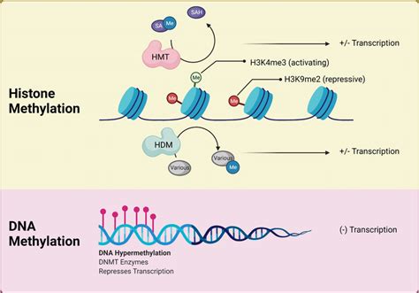 Overview Of Epigenetic Methylation Systems Histone Methylation Is