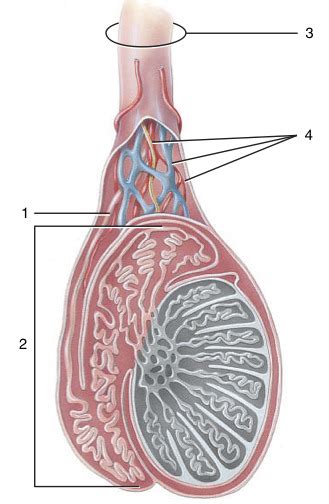 The Epididymis And Ductus Deferens Diagram Quizlet