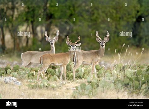 White Tailed Deer Herd Hi Res Stock Photography And Images Alamy