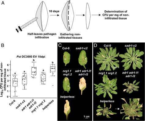 Broader Functions Of TIR Domains In Arabidopsis Immunity PNAS