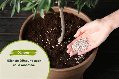 Zimmerpflanzen Umtopfen Wann Und Wie Oft Botanik Guide